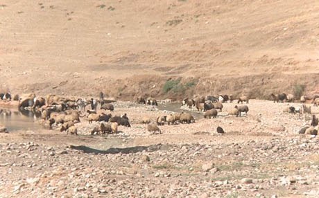 Cattle owners on Iran-Iraq border told to leave... | Rudaw.net