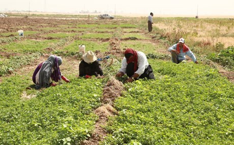 Kurdish farming recovers amid financial crisis,... | Rudaw.net