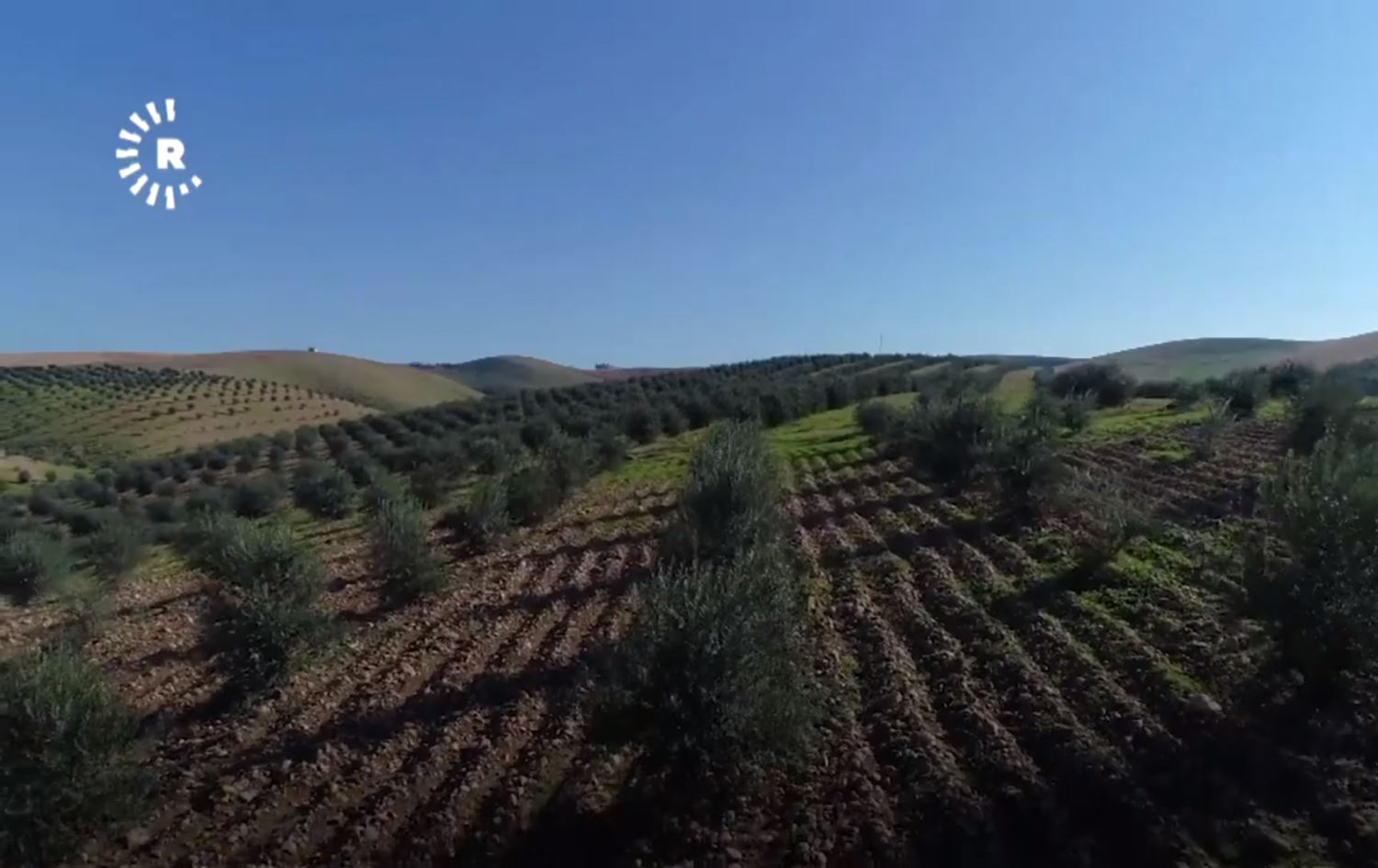 Olive oil production up as Kurdistan Region looks... | Rudaw.net
