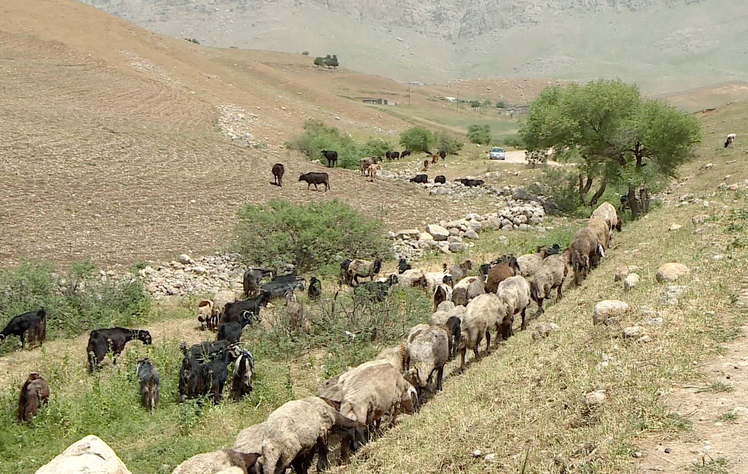 Kurdistan Region sheep farmers call for... | Rudaw.net