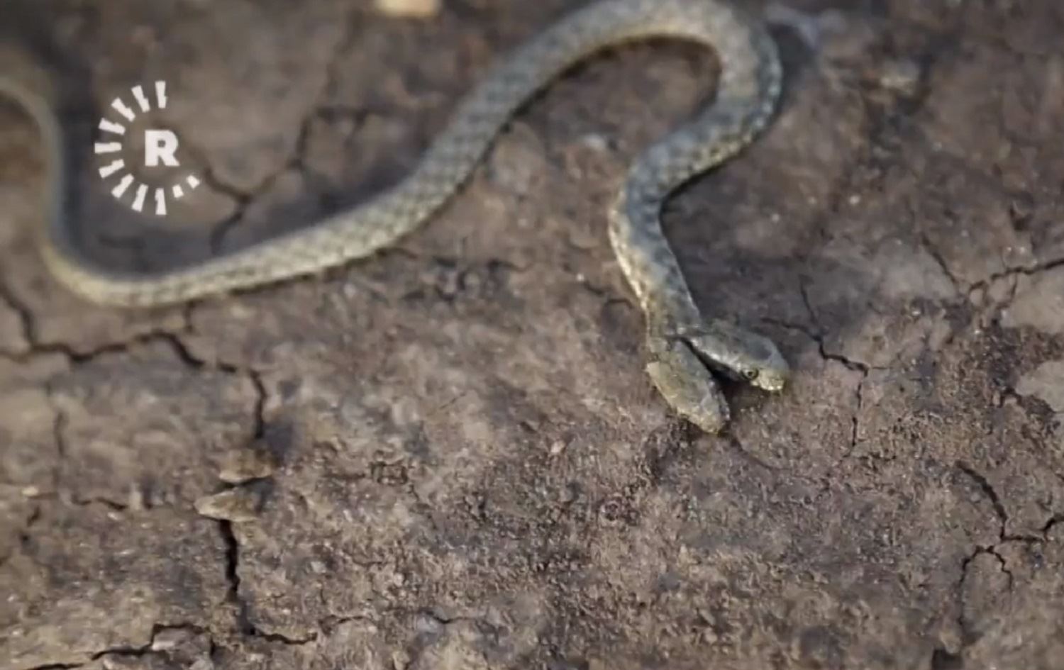 Two-headed snake found in Kurdistan Region | Rudaw.net