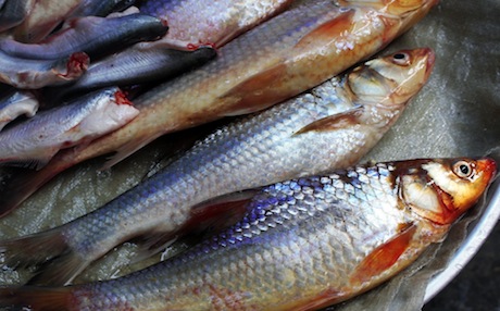 The Fishy Story of Kurdistan | Rudaw.net