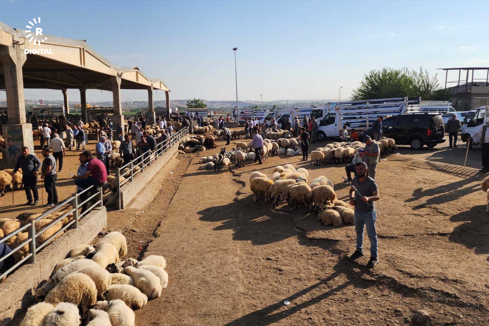 FOTO - Diyarbakır'da kurbanlık hayvan pazarı... | Rudaw.net