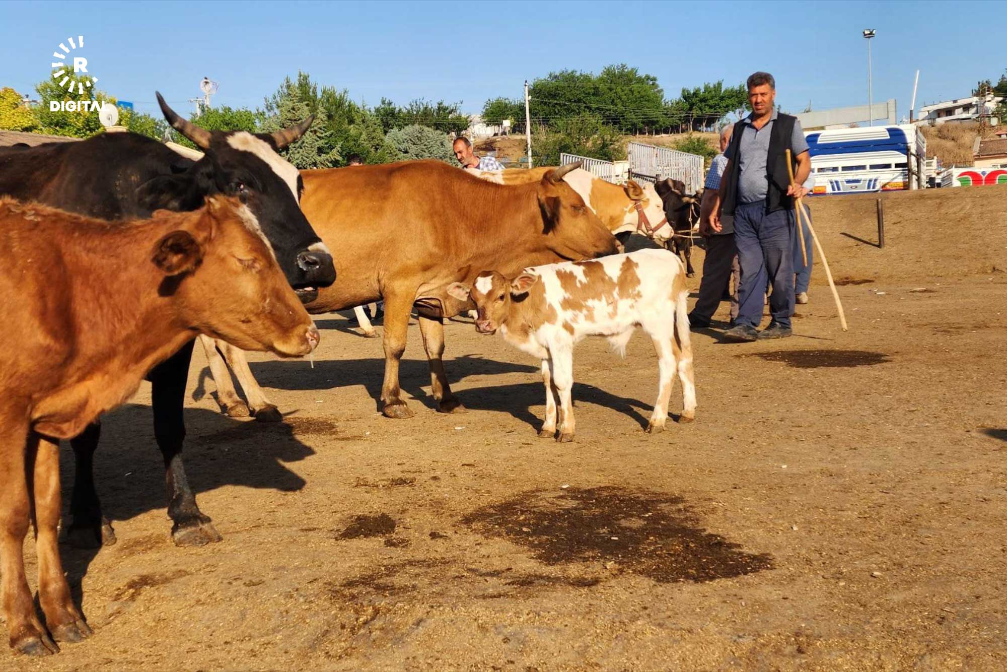 FOTO - Diyarbakır'da kurbanlık hayvan pazarı... | Rudaw.net