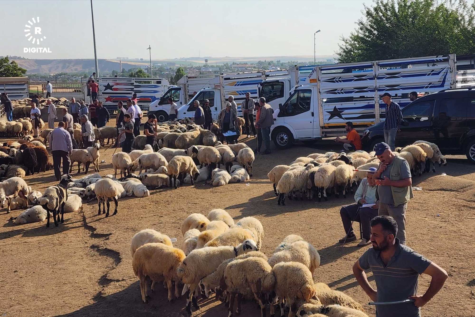 FOTO - Diyarbakır'da kurbanlık hayvan pazarı... | Rudaw.net