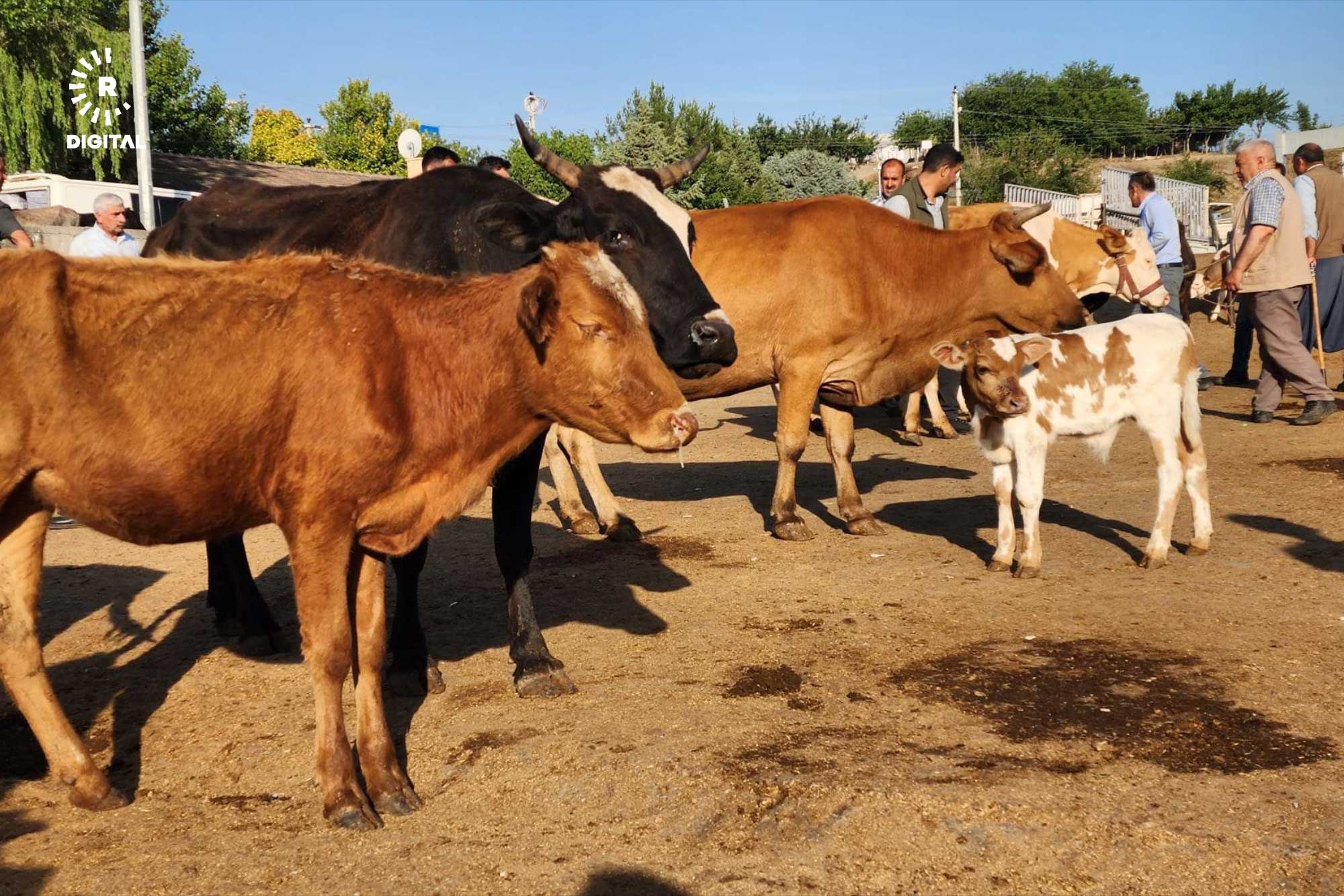 FOTO - Diyarbakır'da kurbanlık hayvan pazarı... | Rudaw.net