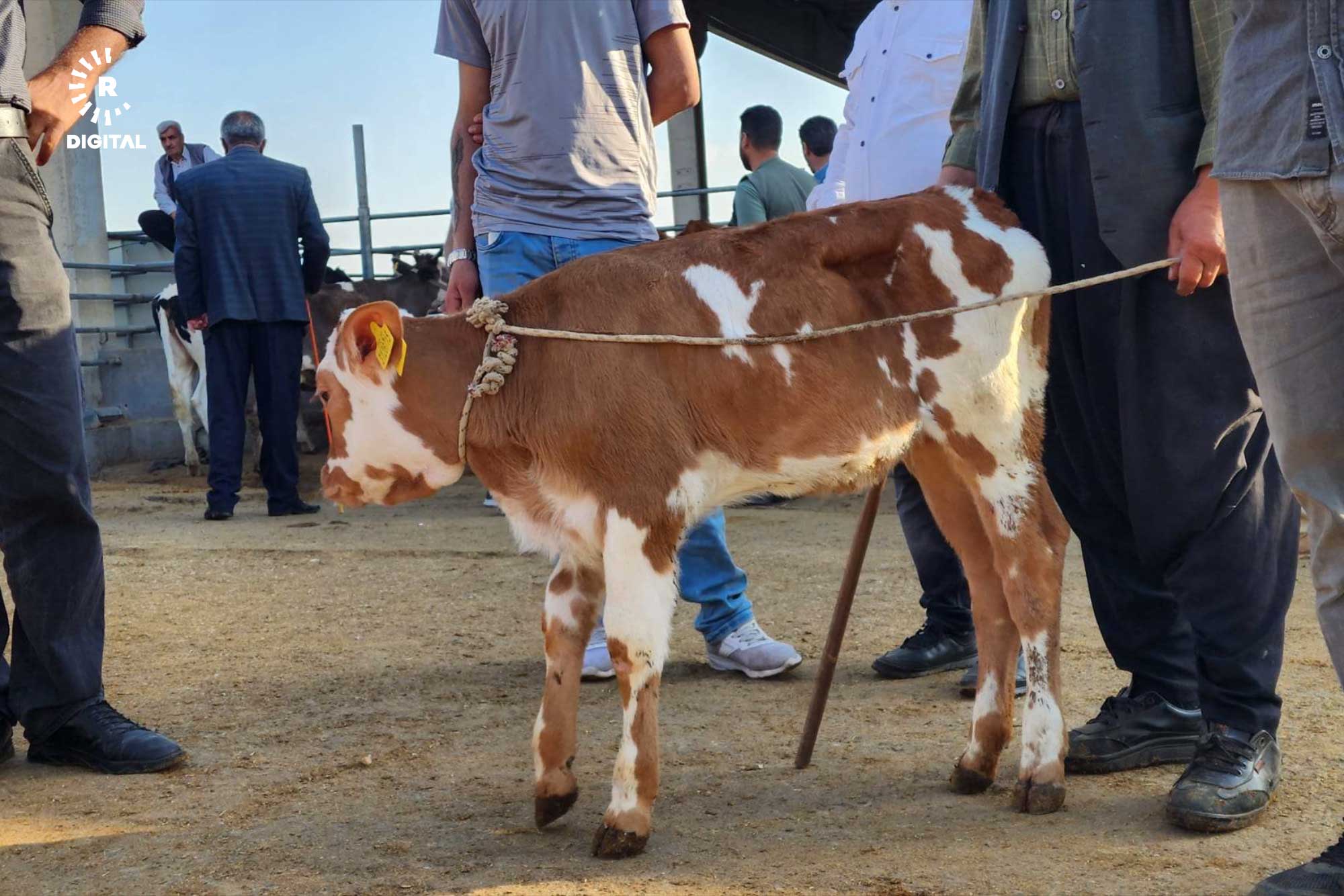 FOTO - Diyarbakır'da kurbanlık hayvan pazarı... | Rudaw.net
