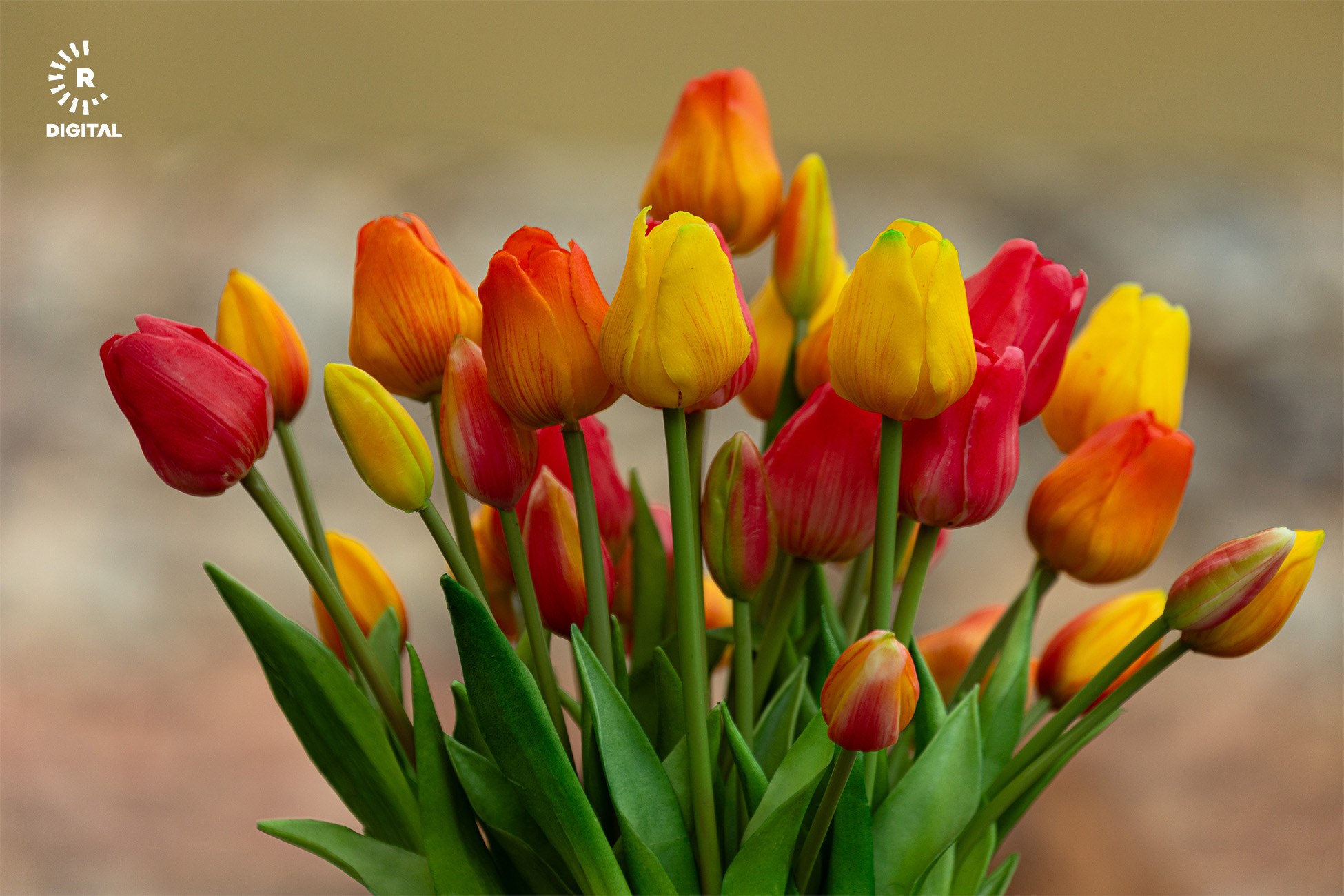 Fotoğraflarla İstanbul’da Lale Festivali | Rudaw.net