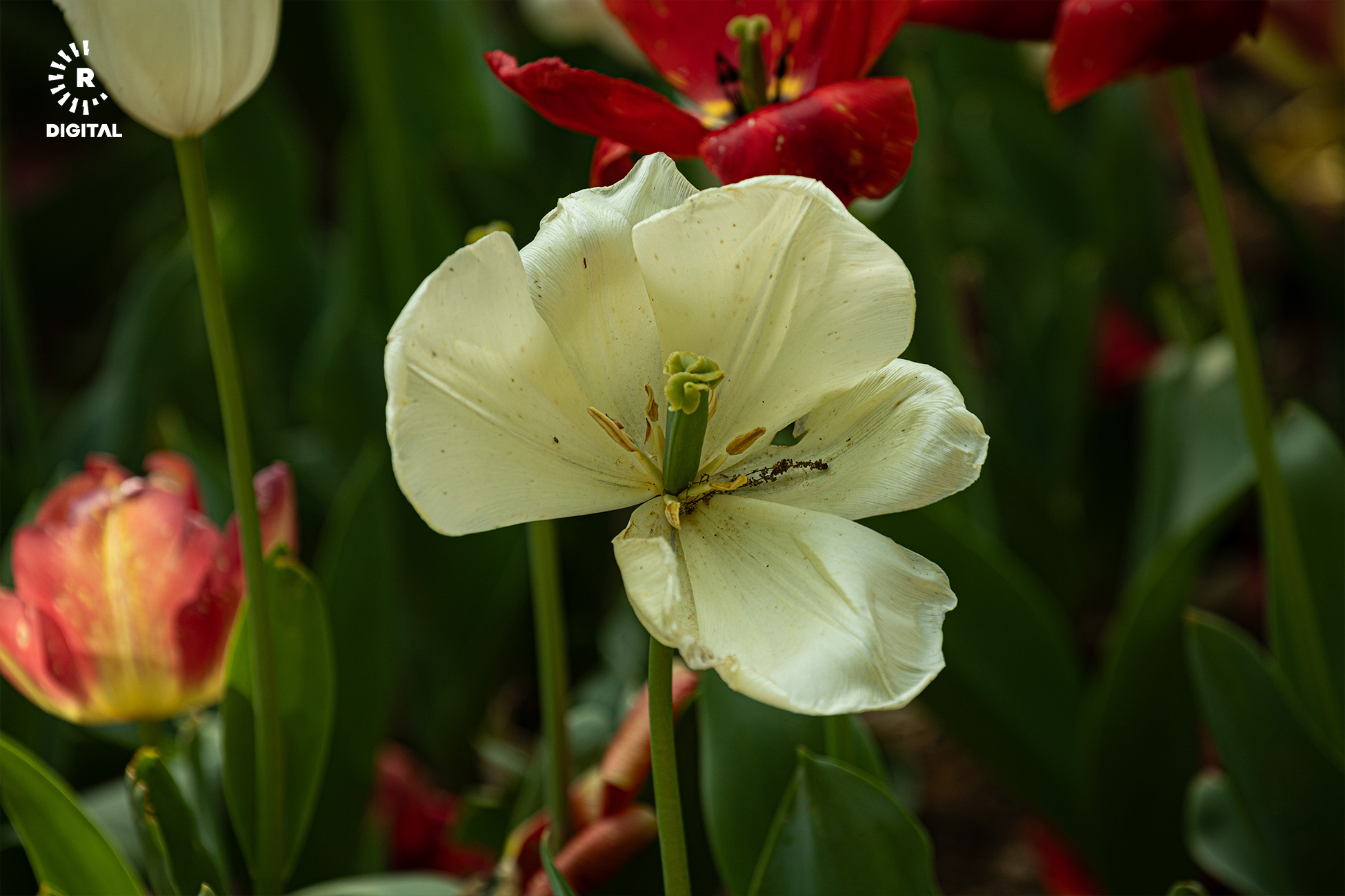 Fotoğraflarla İstanbul’da Lale Festivali | Rudaw.net