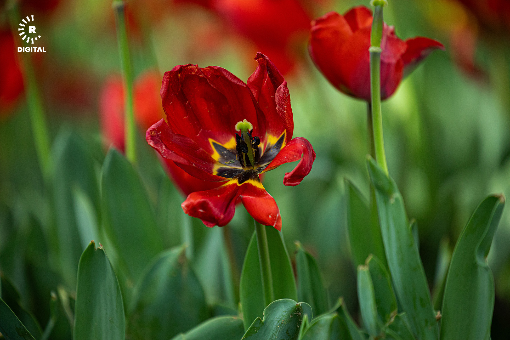 Fotoğraflarla İstanbul’da Lale Festivali | Rudaw.net