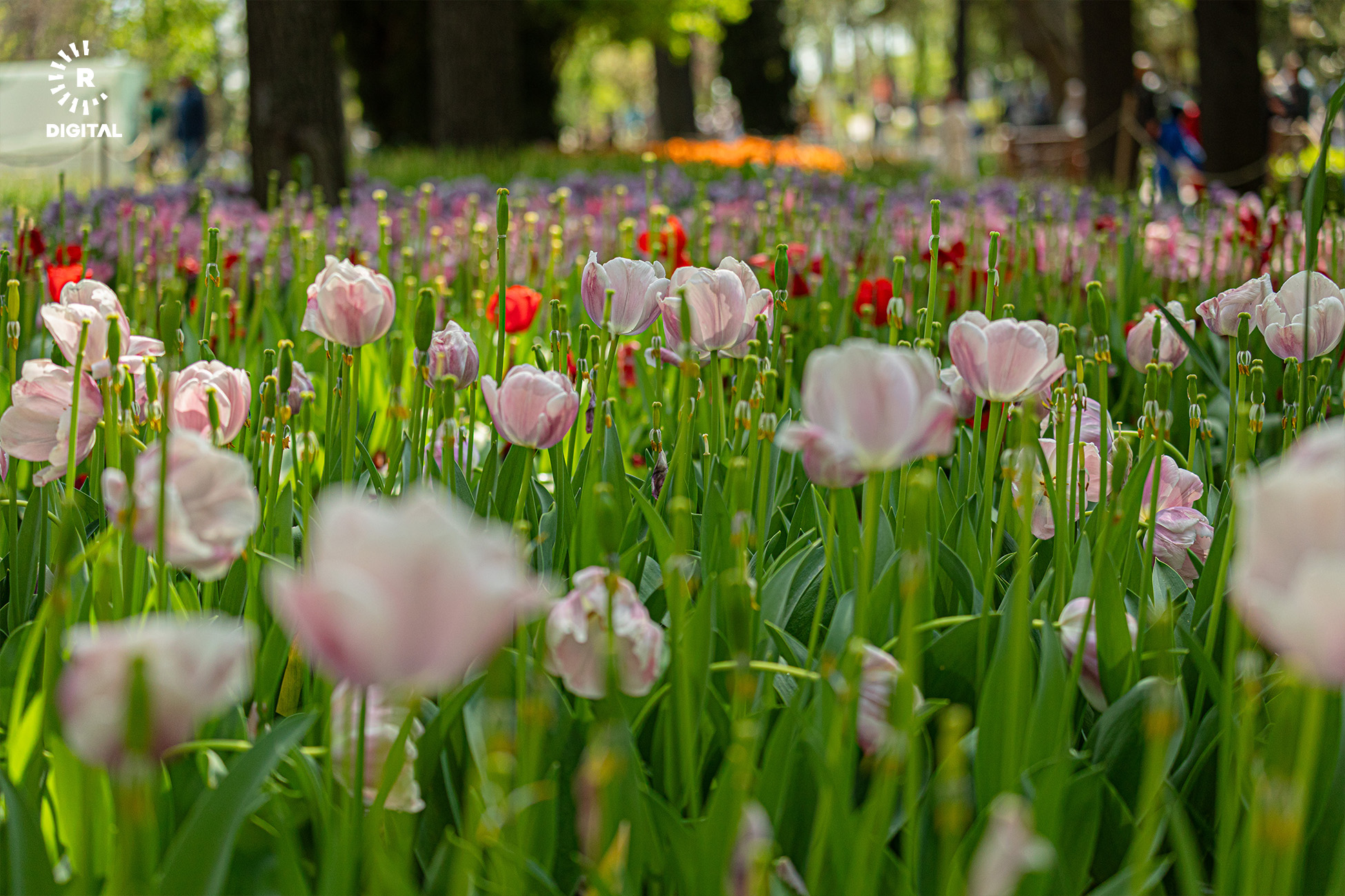 Fotoğraflarla İstanbul’da Lale Festivali | Rudaw.net