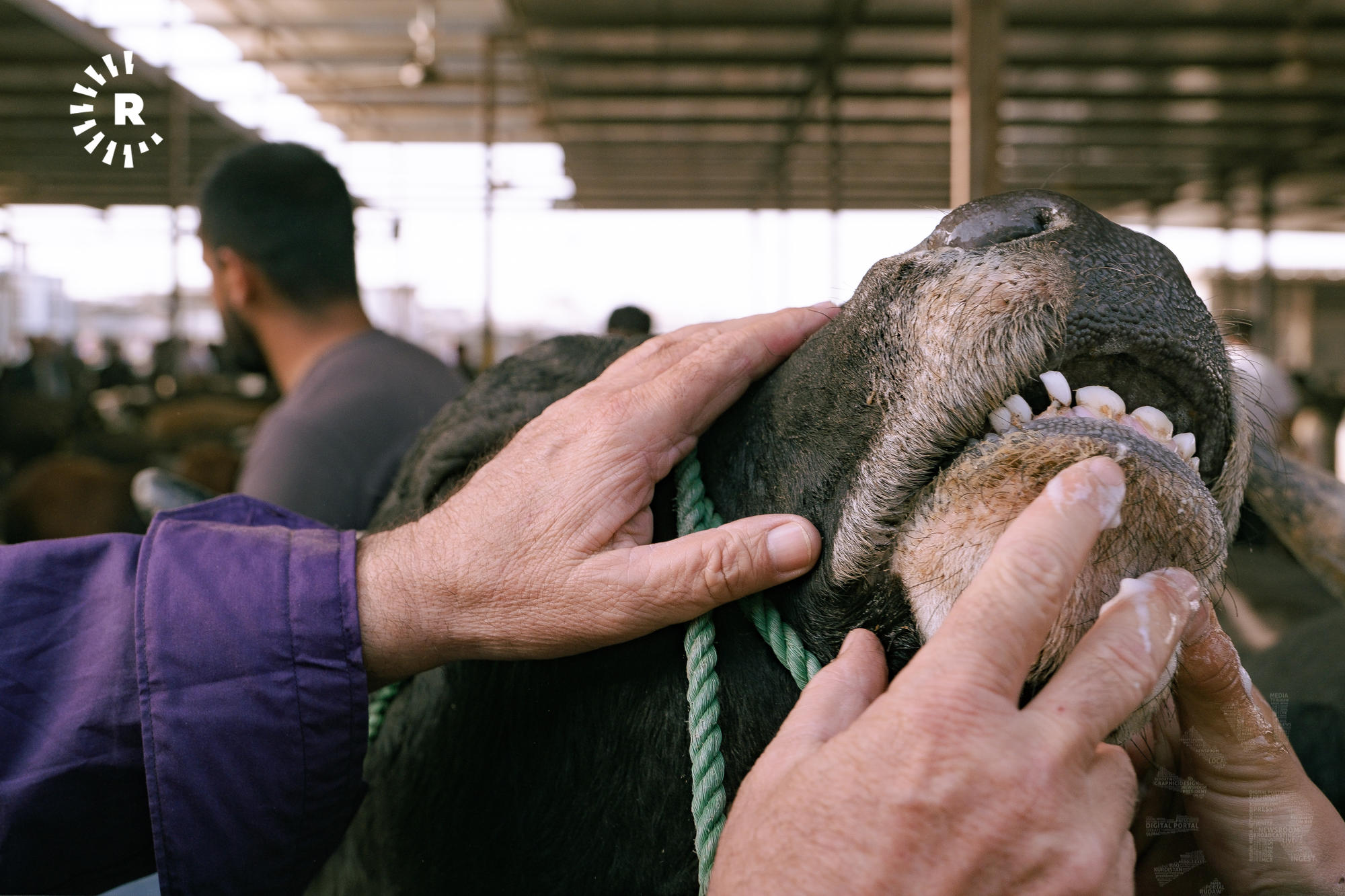 Erbil’s Muslims reluctant to slaughter animals... | Rudaw.net