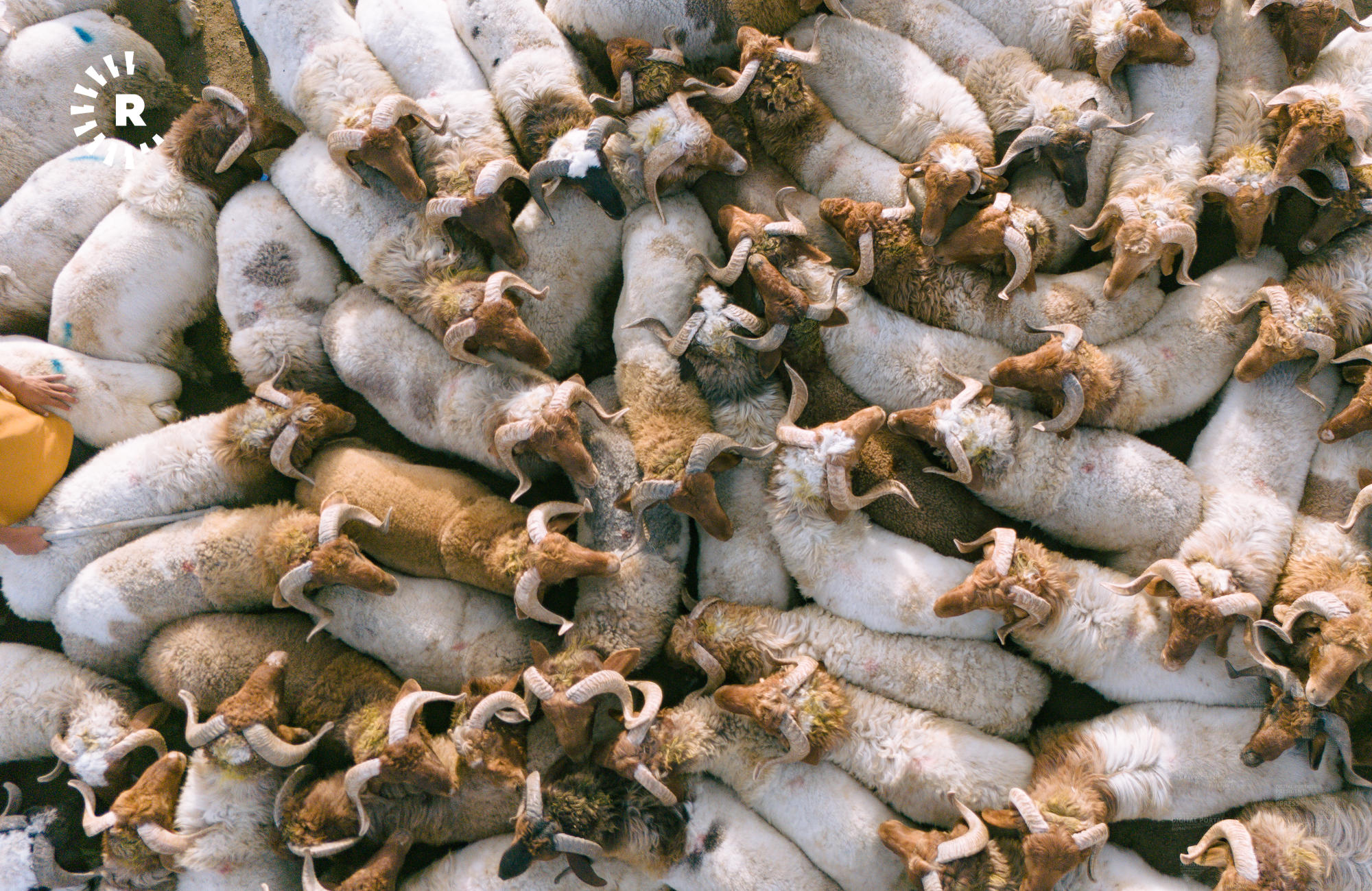 Erbil’s Muslims reluctant to slaughter animals... | Rudaw.net