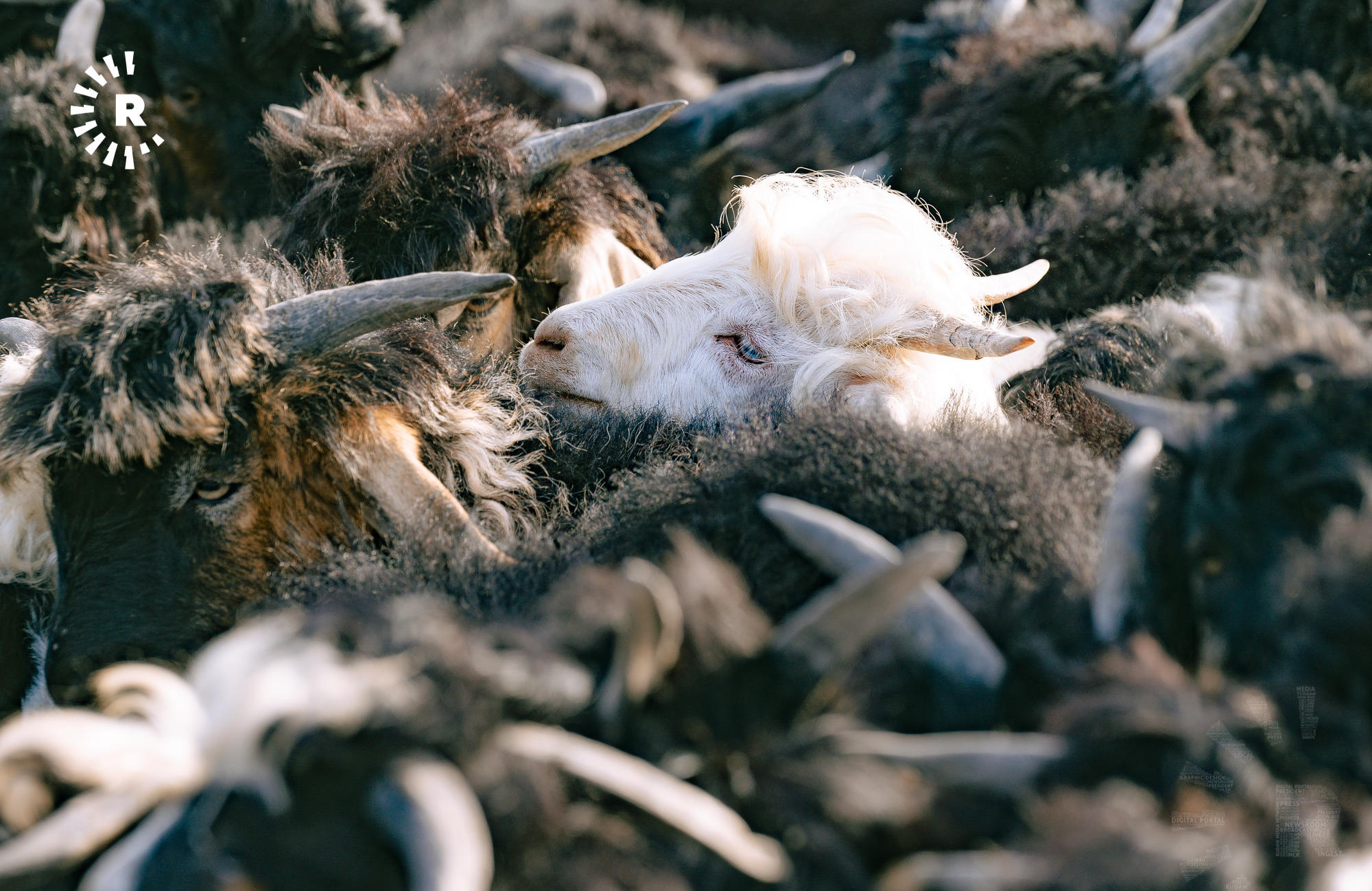 Erbil’s Muslims reluctant to slaughter animals... | Rudaw.net