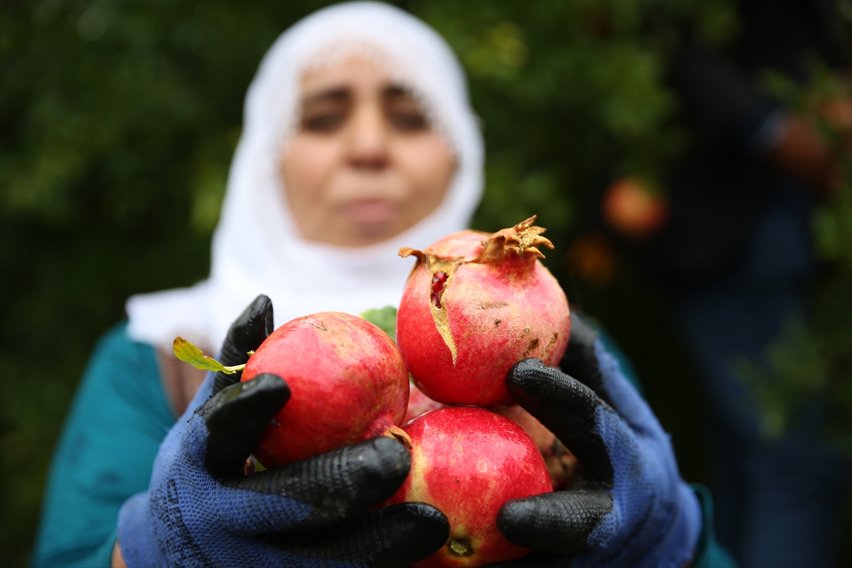 DİYARBAKIR- Karaz narı için tescil başvurusu... | Rudaw.net