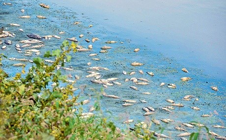 VİDEO - Nil Nehri balık mezarı | Rudaw.net
