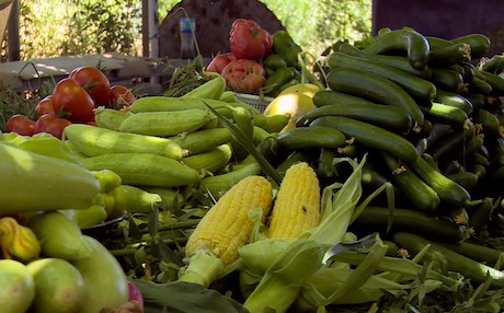 Sweet corn from Japan becomes a new wonder for... | Rudaw.net