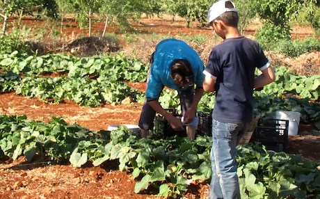Once rich with fruit and vegetables, Syrian town... | Rudaw.net