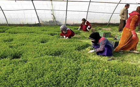 Kurdistan’s farmers turn to innovative greenhouse... | Rudaw.net