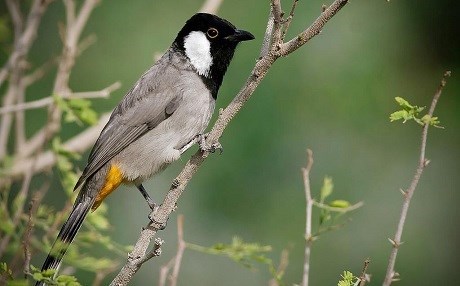 Li Hewlêrê ji bo bilbilekê 2500 dolarî didin | Rûdaw.net