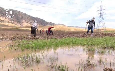 More land turned into rice paddies in Akre region | Rudaw.net