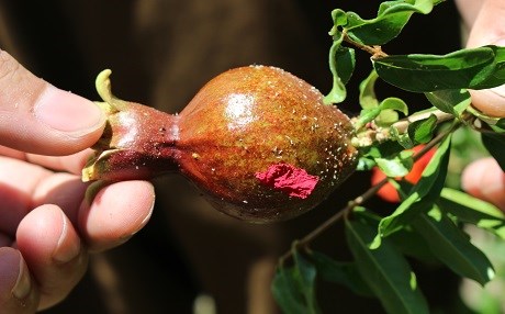 Kurdish fruit farmers struggle for survival... | Rudaw.net