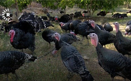 Halabja farmer promises the market free-range... | Rudaw.net