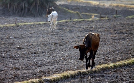 Iraqi farmers fight to save cattle from drought | Rudaw.net