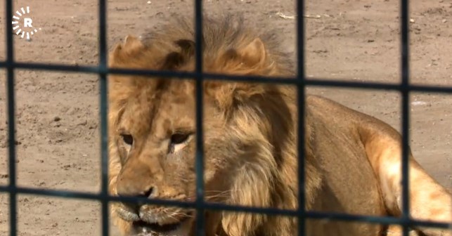 Erbil en büyük hayvanat bahçesinin açılışını... | Rudaw.net