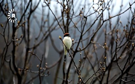The Birds of Qaradagh | Rudaw.net
