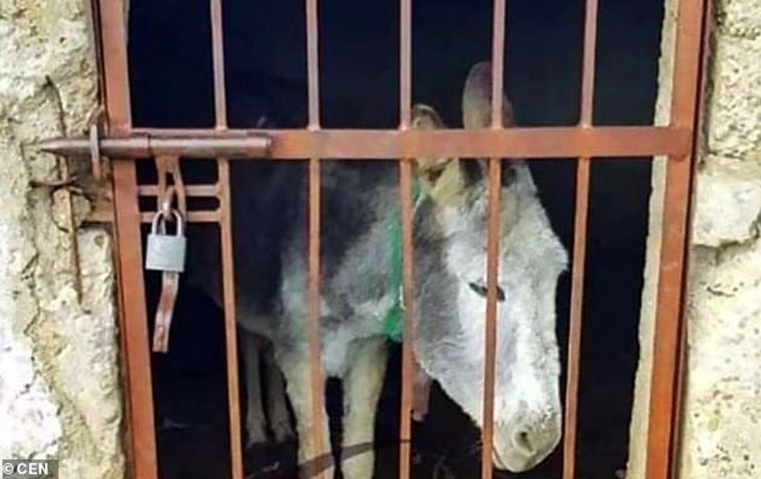 گوێدرێژێک بەتۆمەتی ئاژاوەنانەوە لەلایەن پۆلیسی... | رووداو.نێت