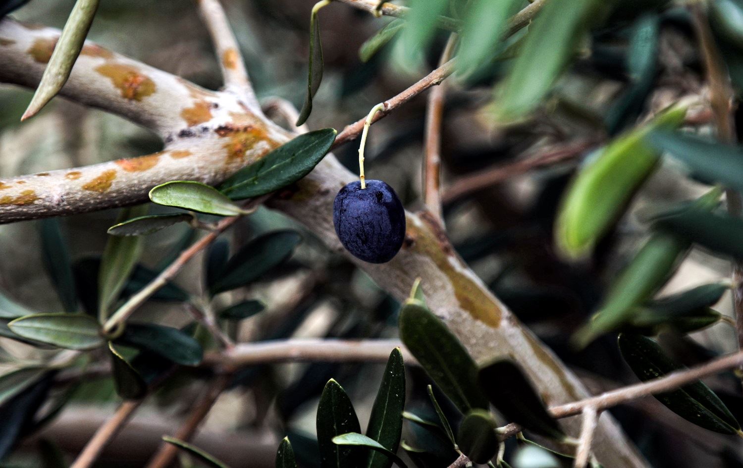 Syrian olive trees put down roots in Kurdistan... | Rudaw.net