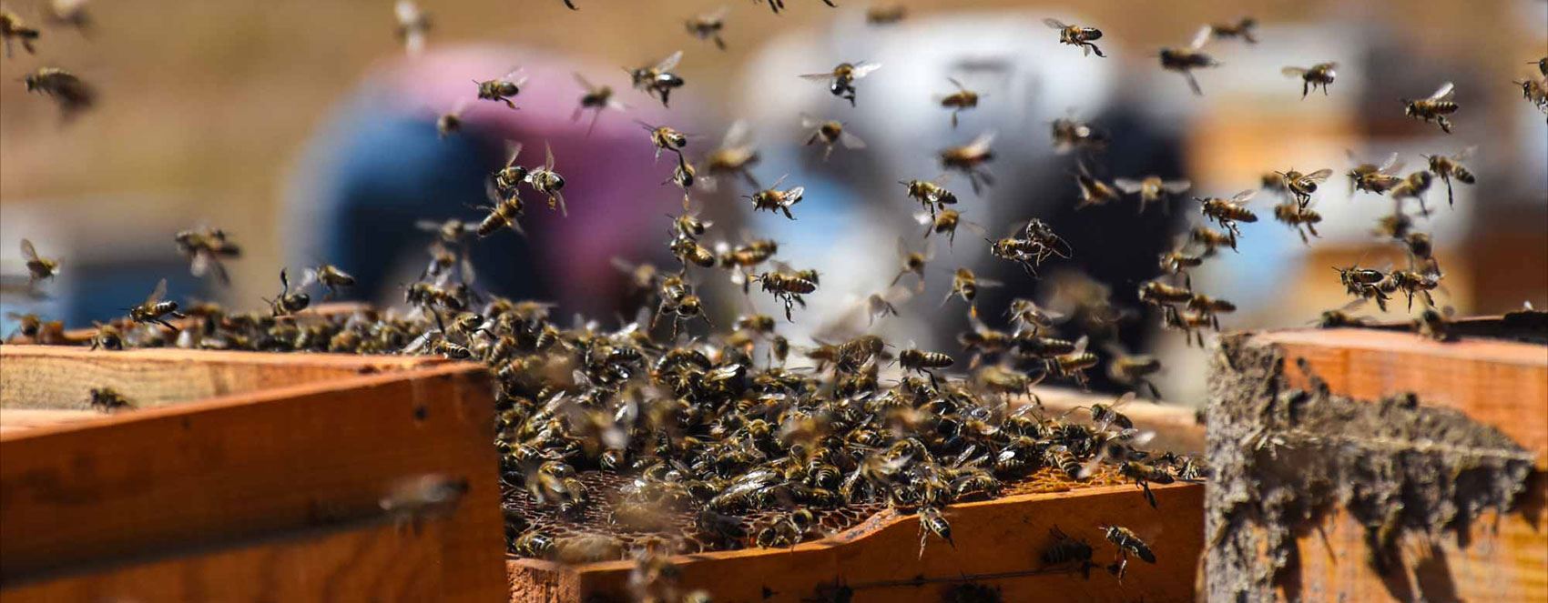 | رووداو.نێت