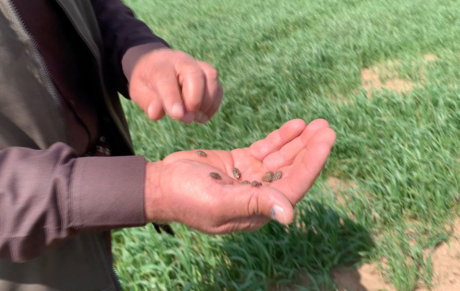 Stink bug infestation threatens Koya wheat crops | Rudaw.net