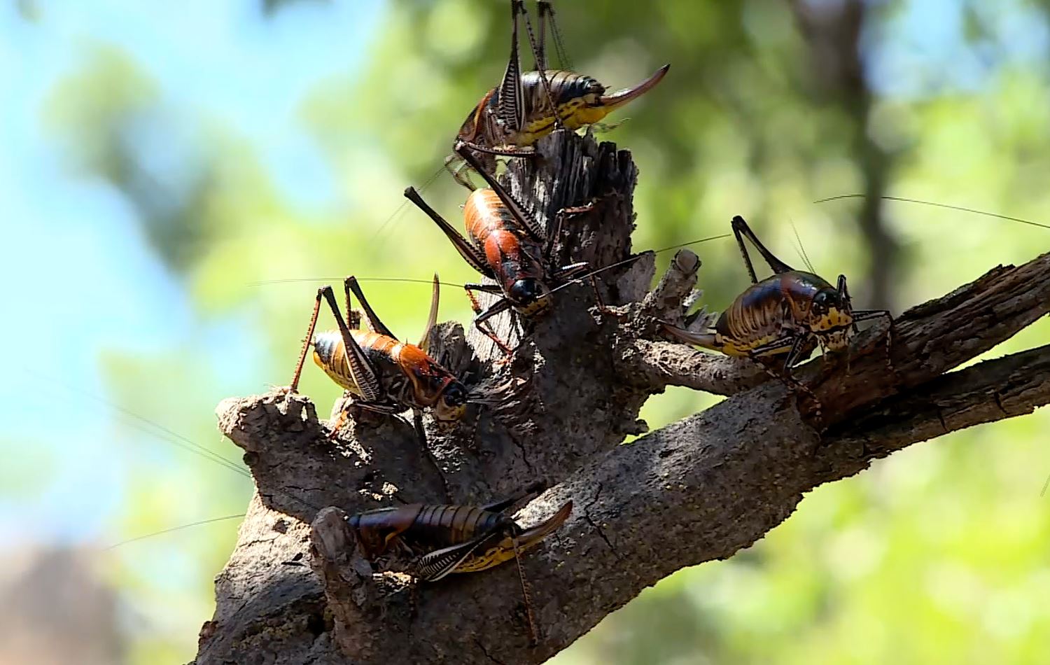 Locust infestation decimates crops in Erbil's... | Rudaw.net