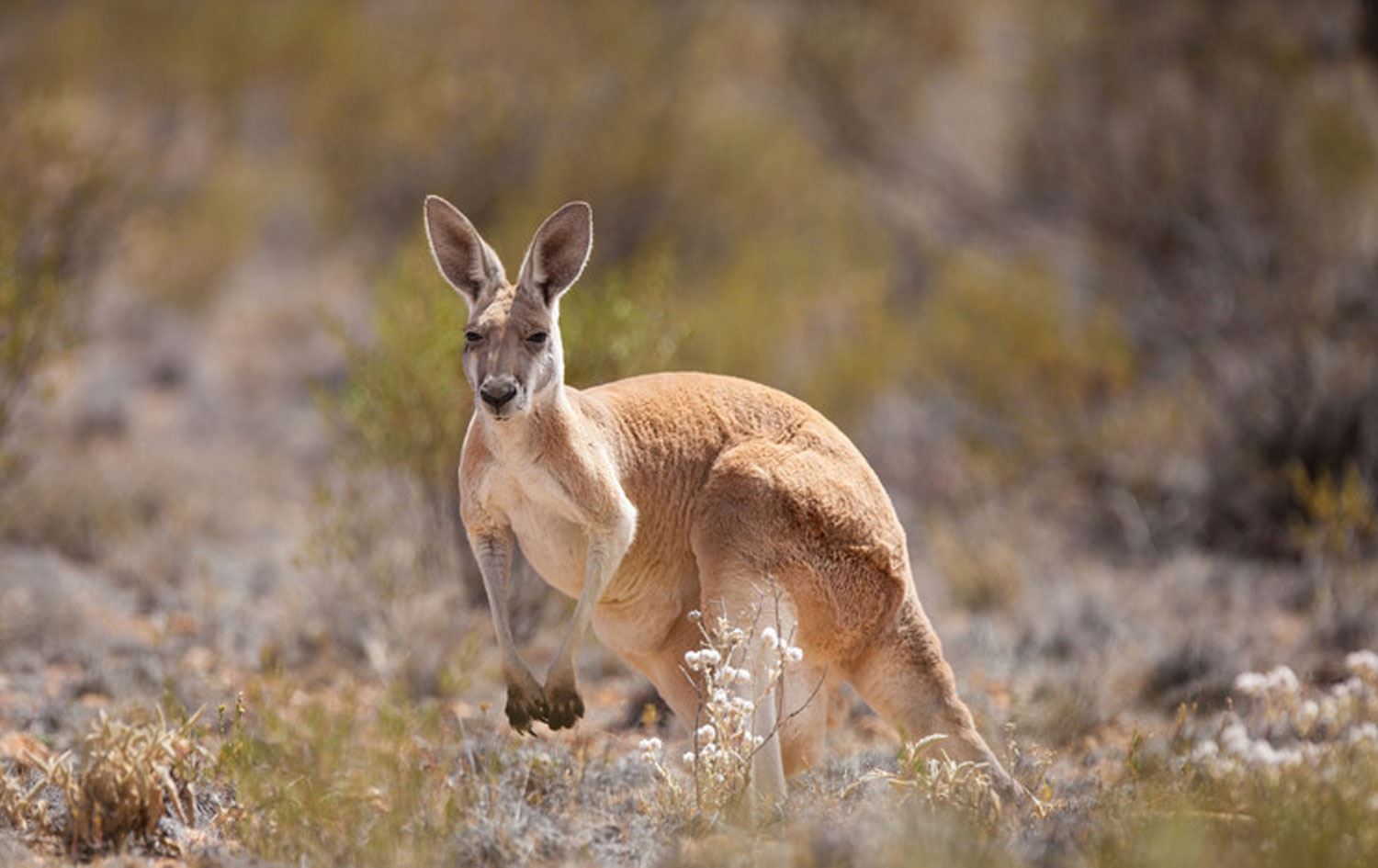 Yaşlı adam beslediği kanguru tarafından öldürüldü | Rudaw.net