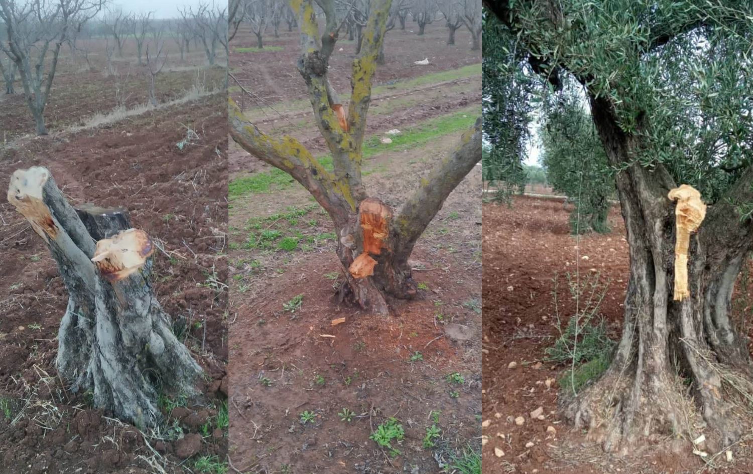 Turkey-backed fighters cut olive trees in Afrin:... | Rudaw.net