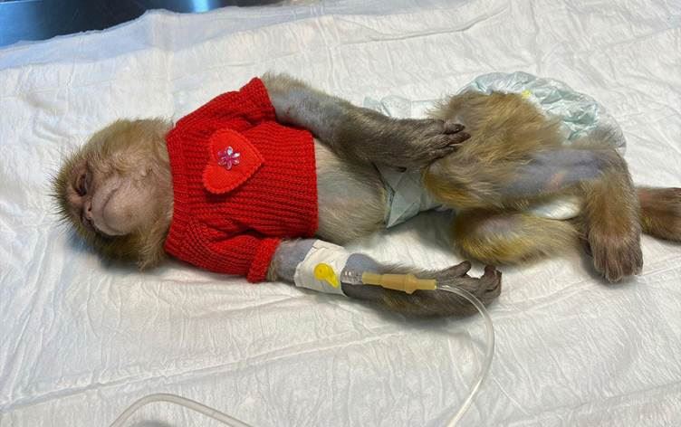 Ji jina xwe hêrs bû meymûn serxweş kir û îşkence... | Rûdaw.net