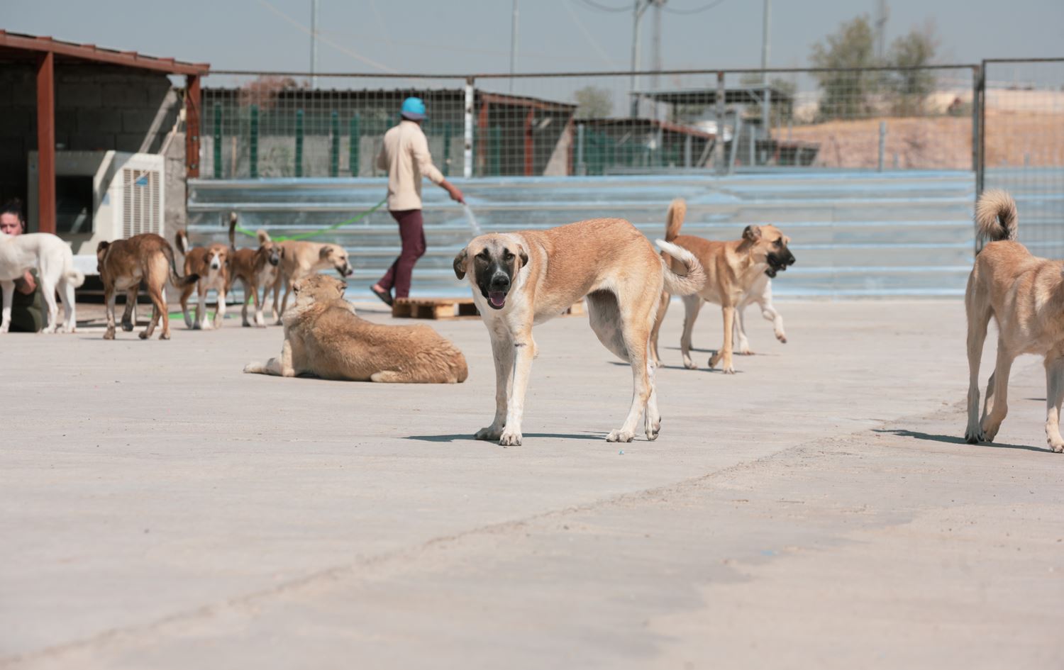 Erbil stray dogs to be placed in shelter within... | Rudaw.net