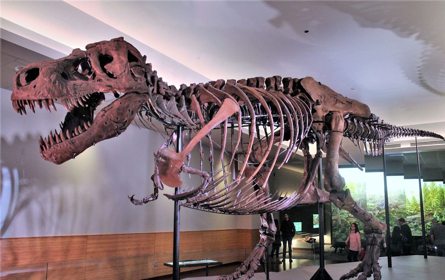 67 milyon yaşındaki dinozor iskeleti 6,2 milyon... | Rudaw.net