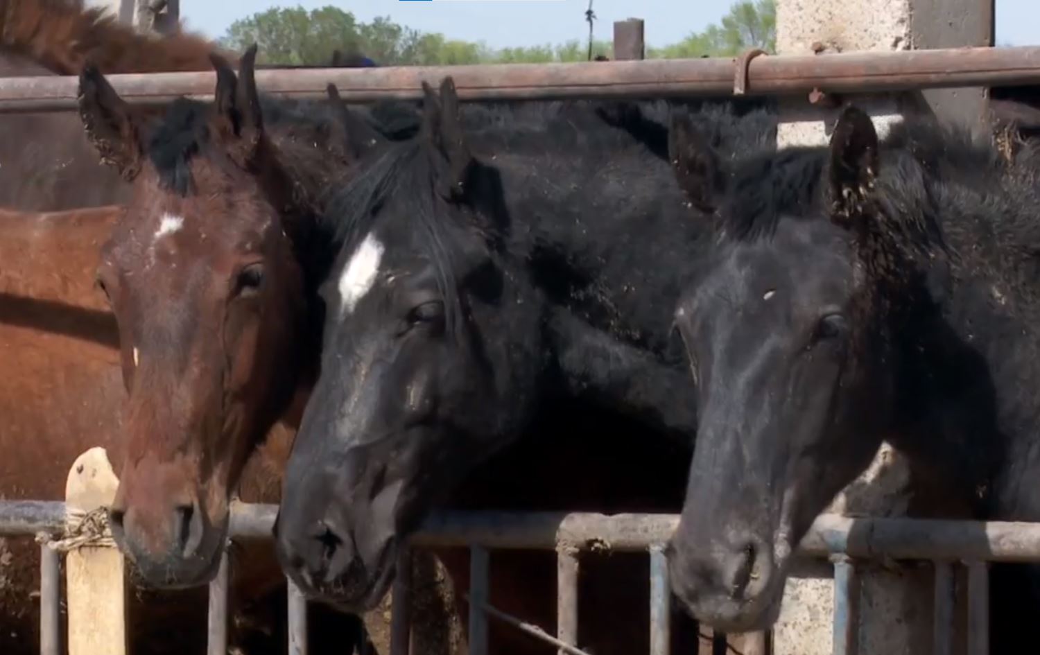 Li Kazaxistanê goştê hespan xwarineke sereke ye | Rûdaw.net