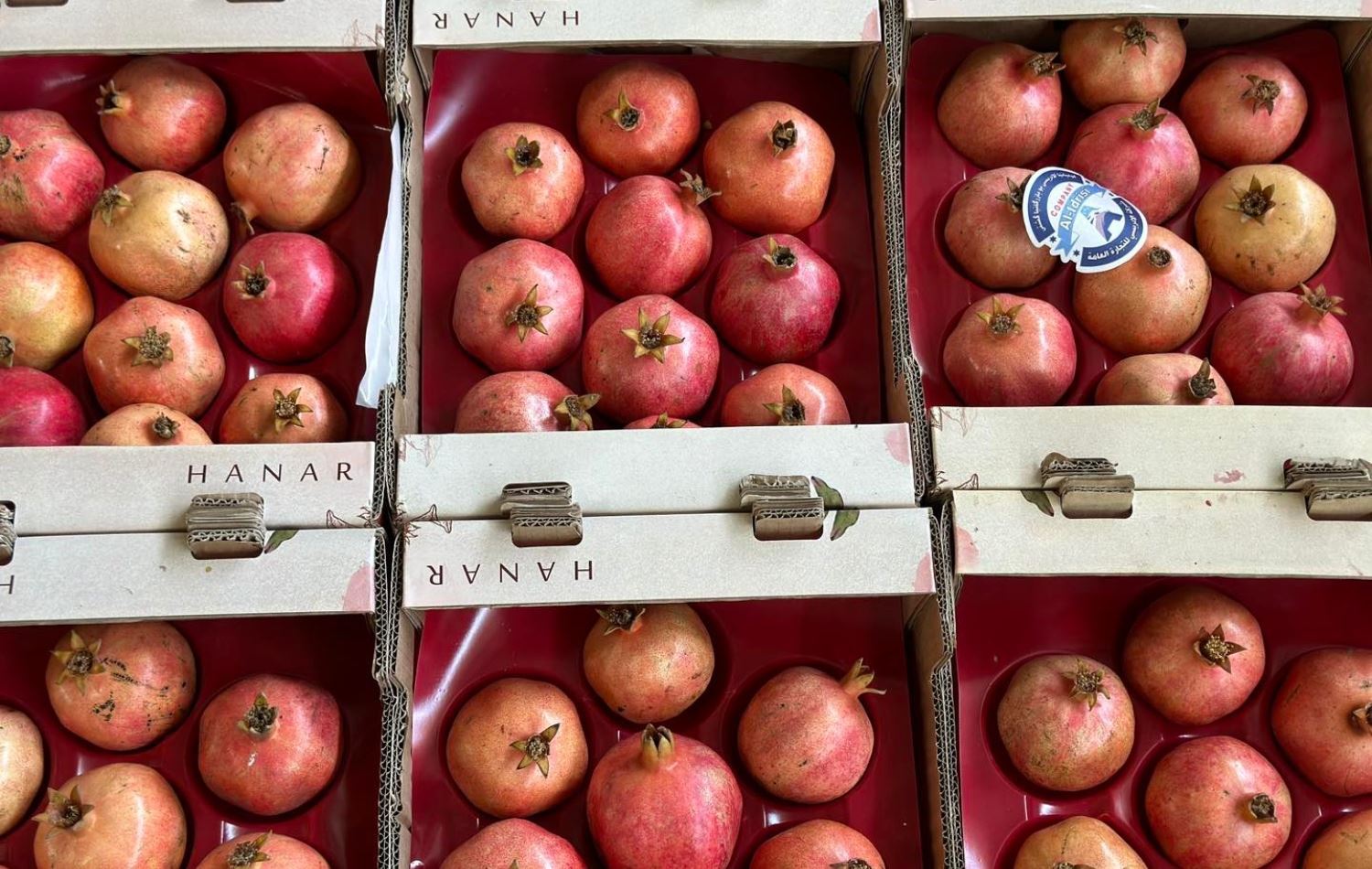 تصدير 100 طن من رمان حلبجة وزاخو إلى فرنسا...| رووداو.نيت