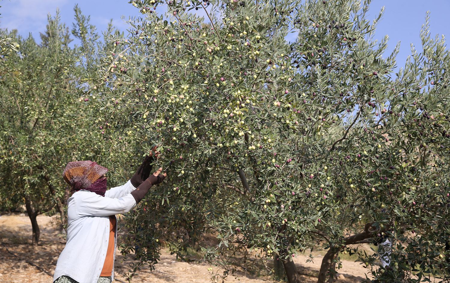 Zeyta zeytûnên Dêrika Çiyayê Maziyê xwediyê... | Rûdaw.net