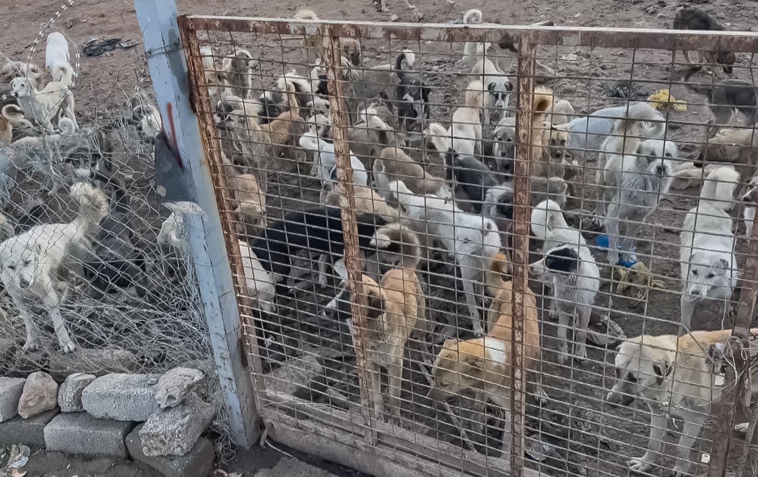 Footage of dogs’ miserable conditions at Zakho... | Rudaw.net